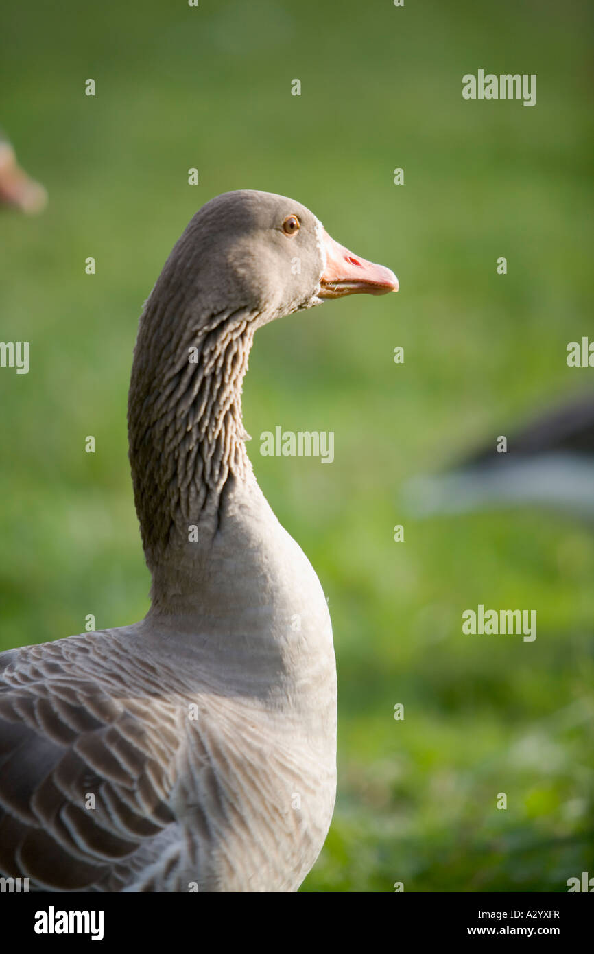 Greylag goose Anser anser portrait vertical Stock Photo - Alamy
