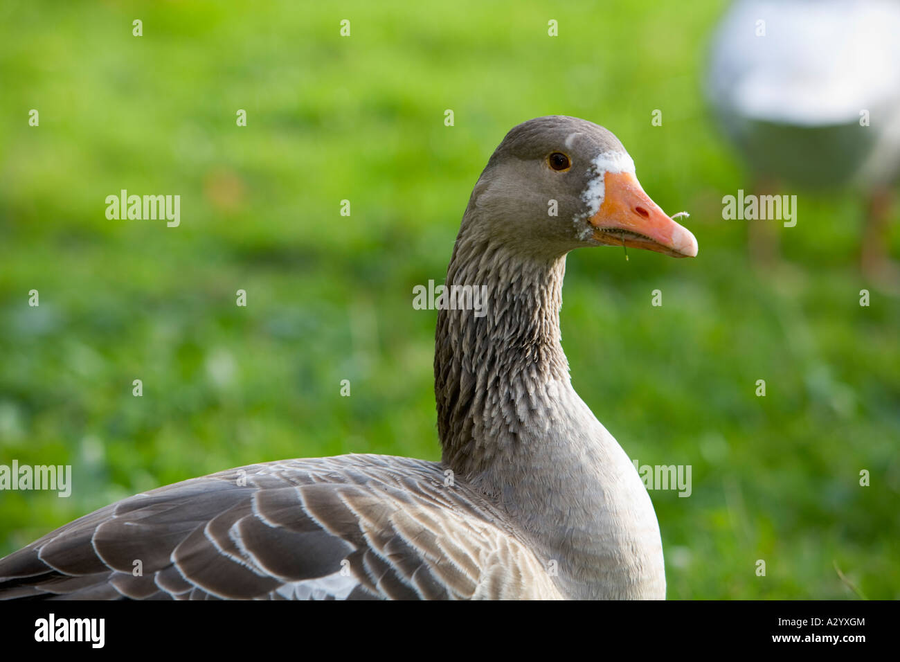 Greylag goose Anser anser portrait horizontal Stock Photo - Alamy
