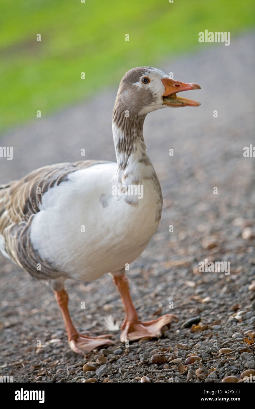 Unusual white Greylag goose Anser anser eating acorn Stock Photo - Alamy
