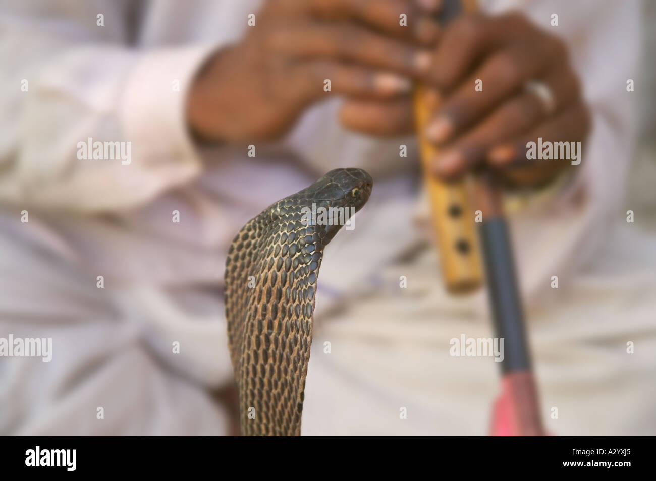 Snake charmer blowing flute Rajasthan India Stock Photo - Alamy