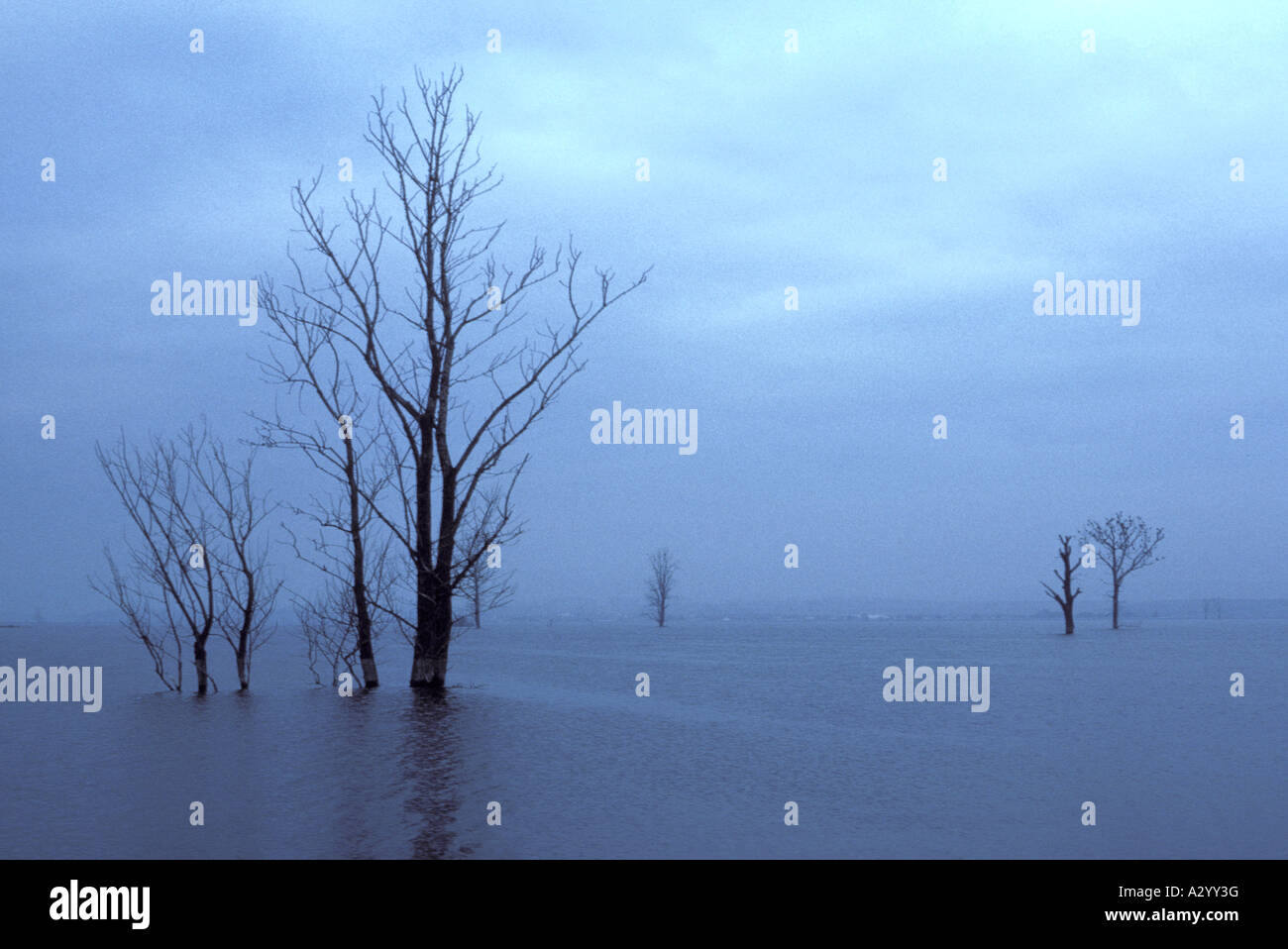 Drowned Tree High Resolution Stock Photography and Images - Alamy