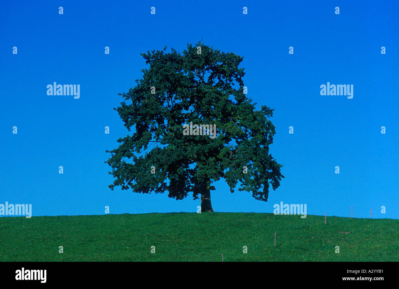 single oak tree on top of a hill, Upper Bavaria Germany Europe. Photo ...