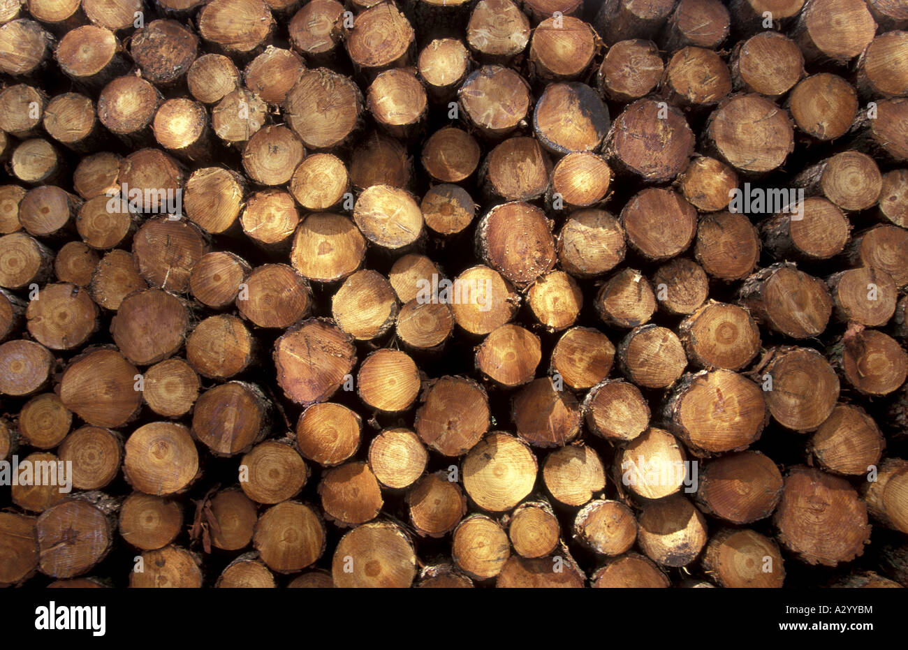 Stacked softwood trees cut down waiting to be removed from the forest ...
