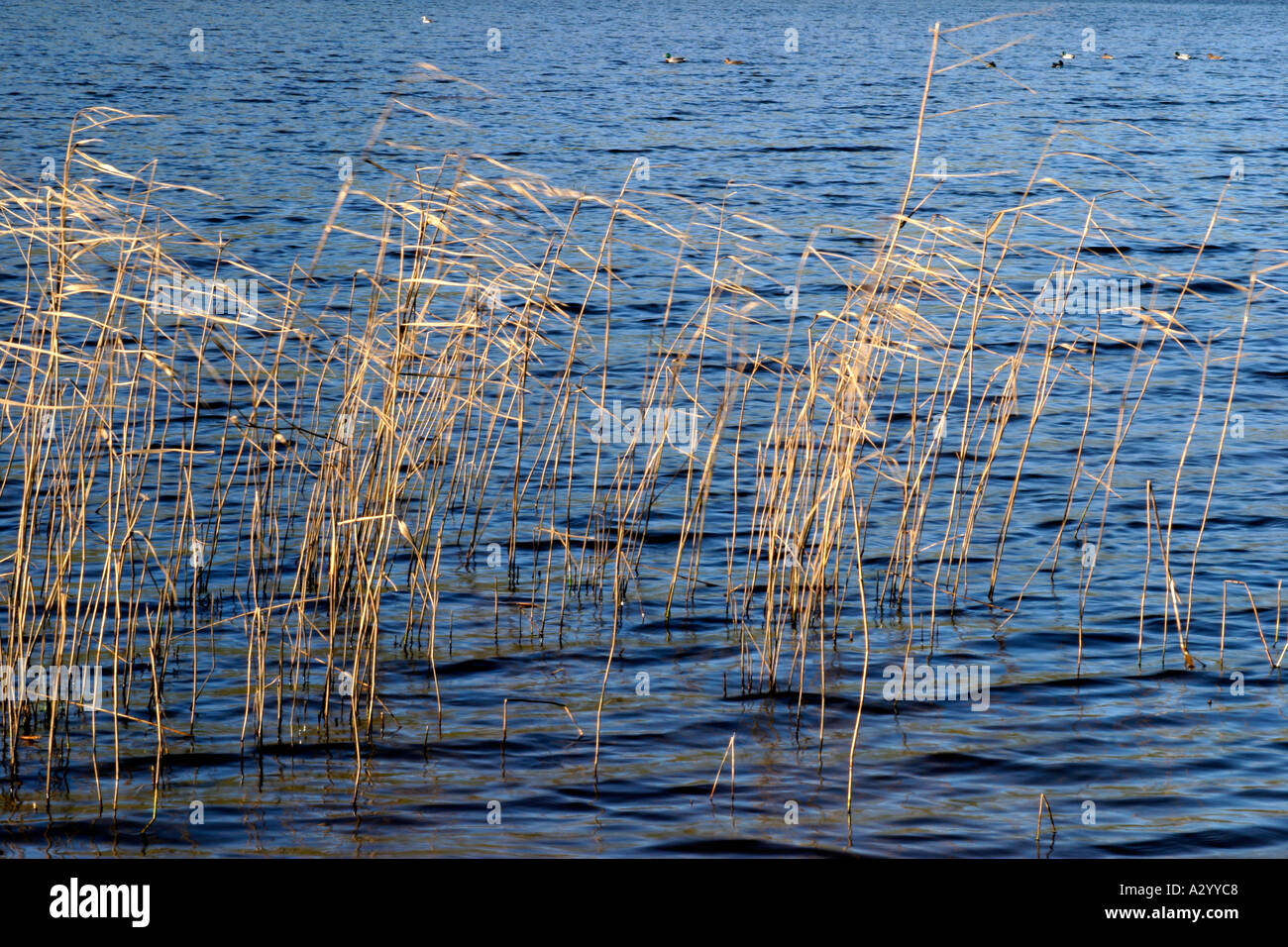 Semmer Water in winter under a clear blue sky, Yorkshire Dales Nov 2004 ...