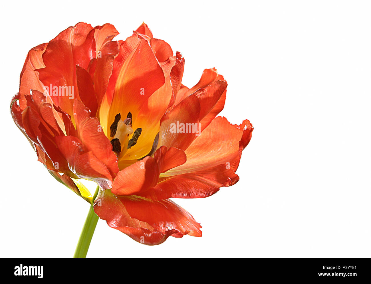 Red Parrot Tulip against a white background Stock Photo - Alamy