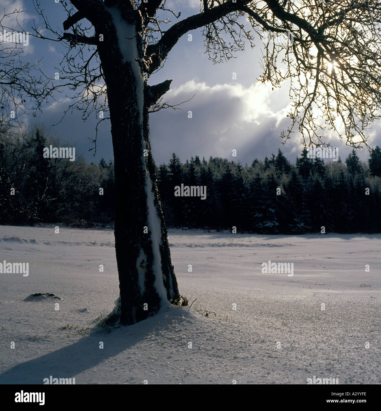 plum tree in winter covered by ice and snow, Bavaria Germany. Photo by ...