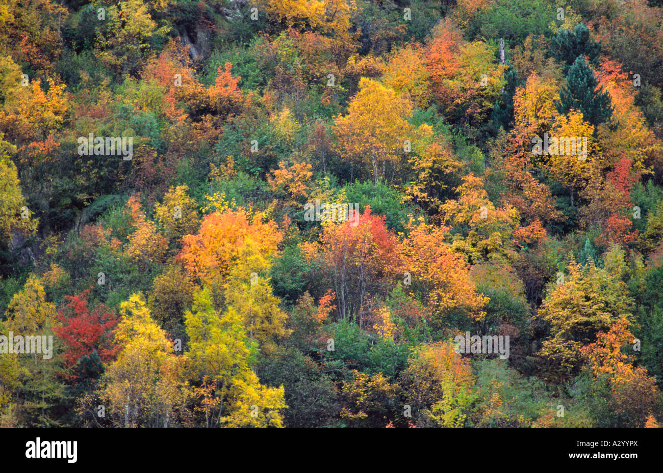 Autumn foliage, Swiss Alps Stock Photo - Alamy