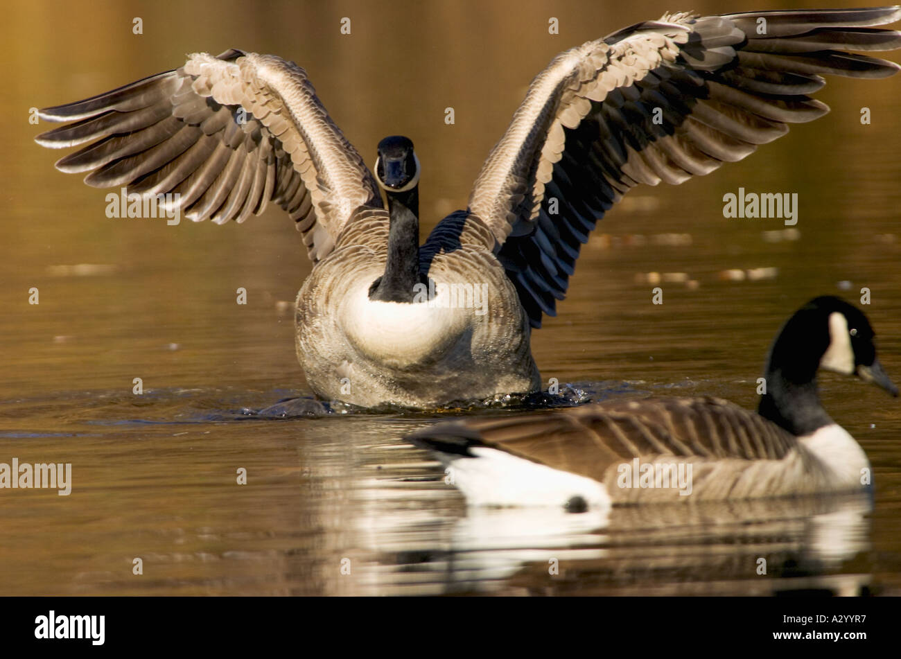 Canada geese Branta canadensis Stock Photo - Alamy
