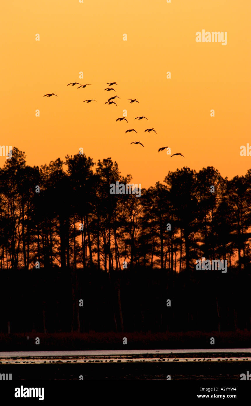 Geese flying sky sunset animal wildlife hi-res stock photography and ...