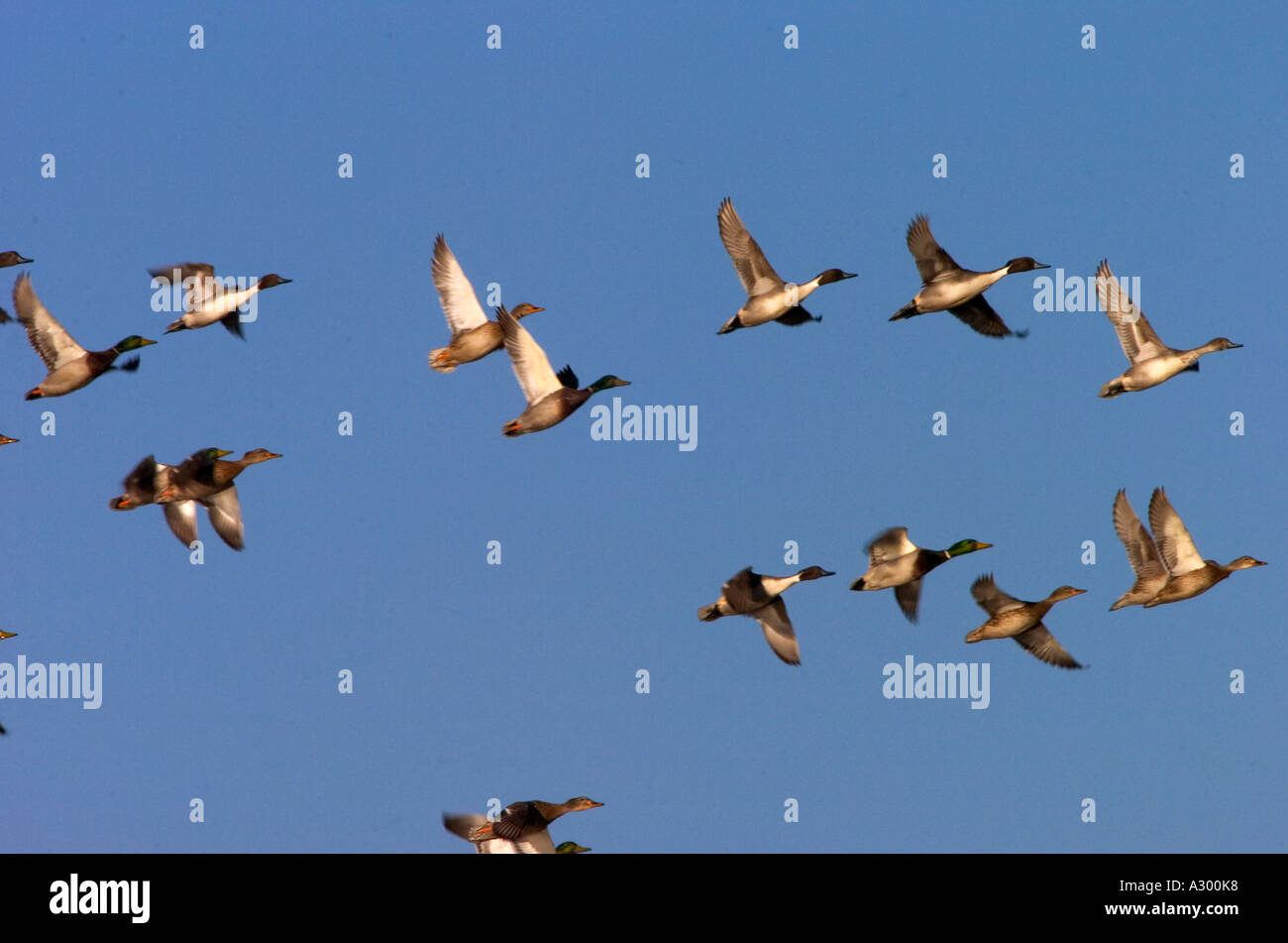 Ducks in flight mostly northern pintail Anas acuta Stock Photo - Alamy