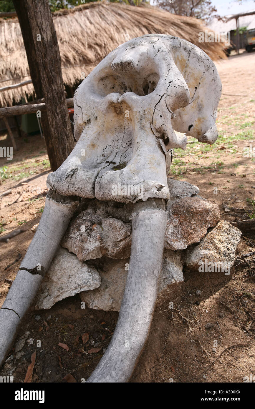 Elephant skull tusks hi-res stock photography and images - Alamy