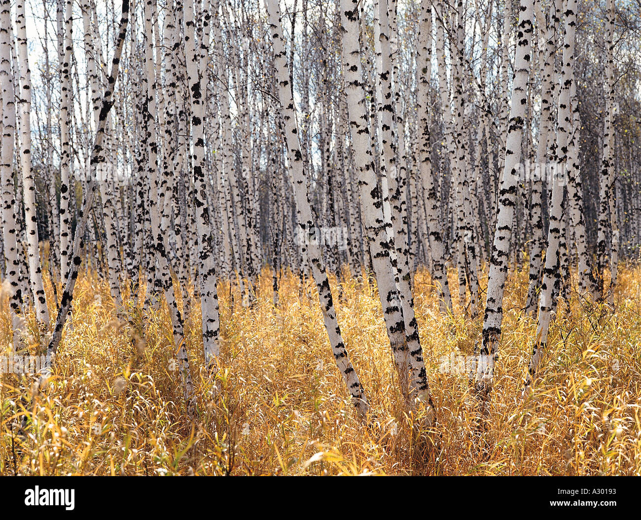 Silver birch wood China Stock Photo - Alamy