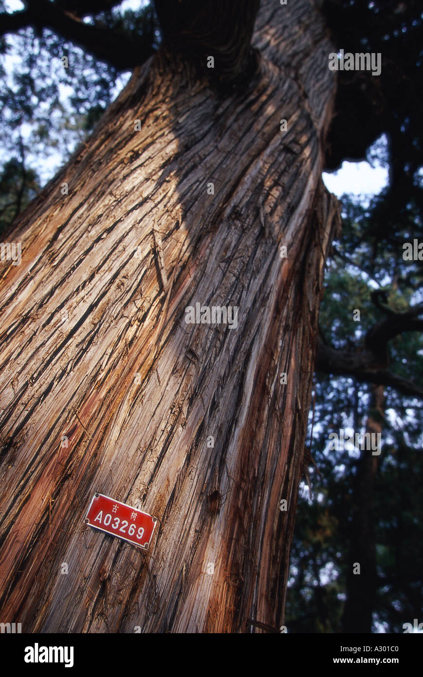 an old bid tree Stock Photo - Alamy