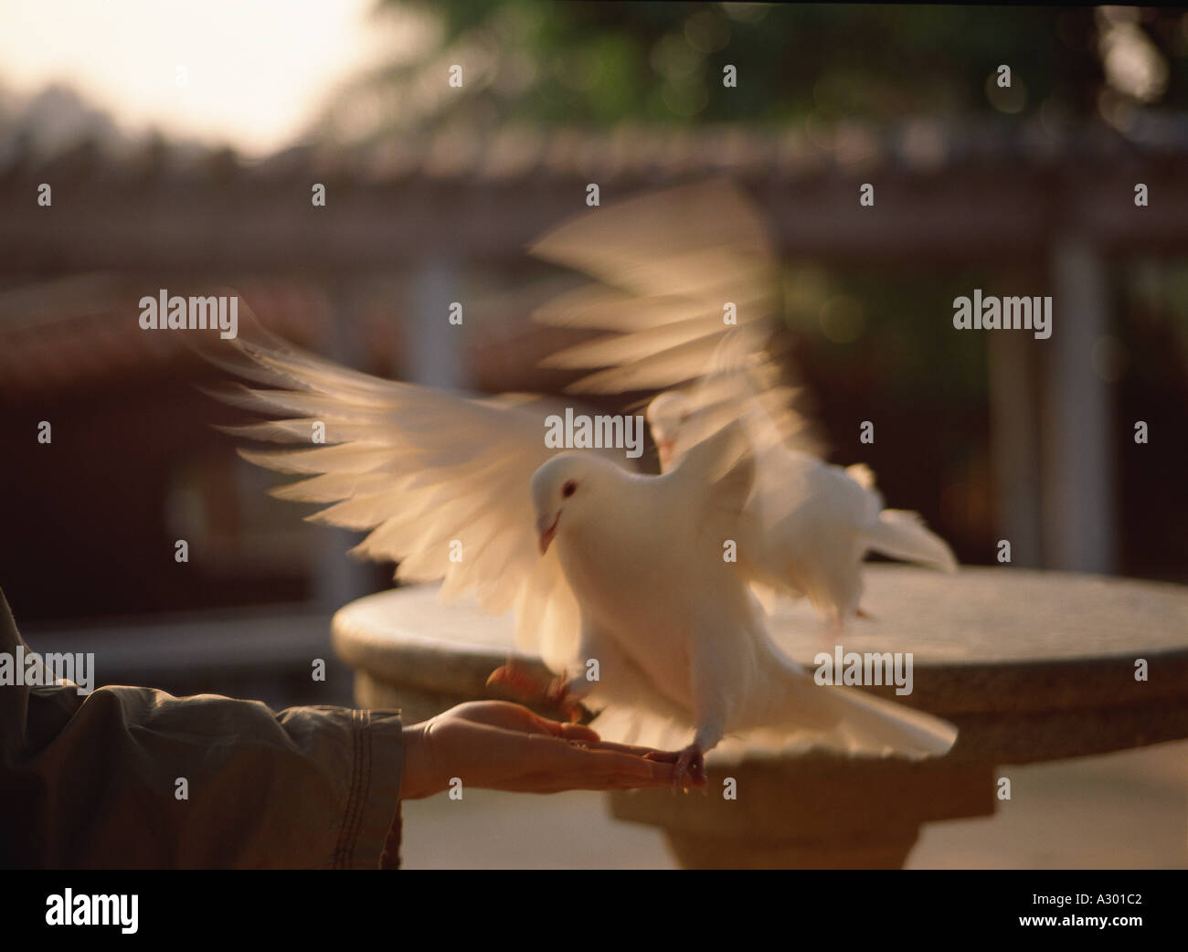 China pigeon hi-res stock photography and images - Alamy
