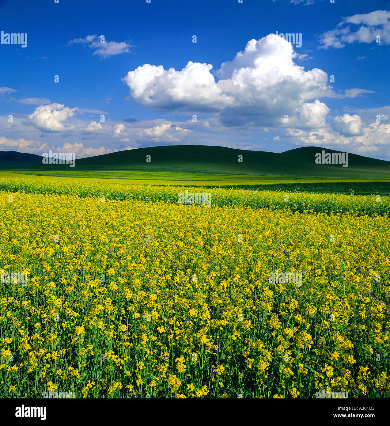 Asia sky field hi-res stock photography and images - Alamy