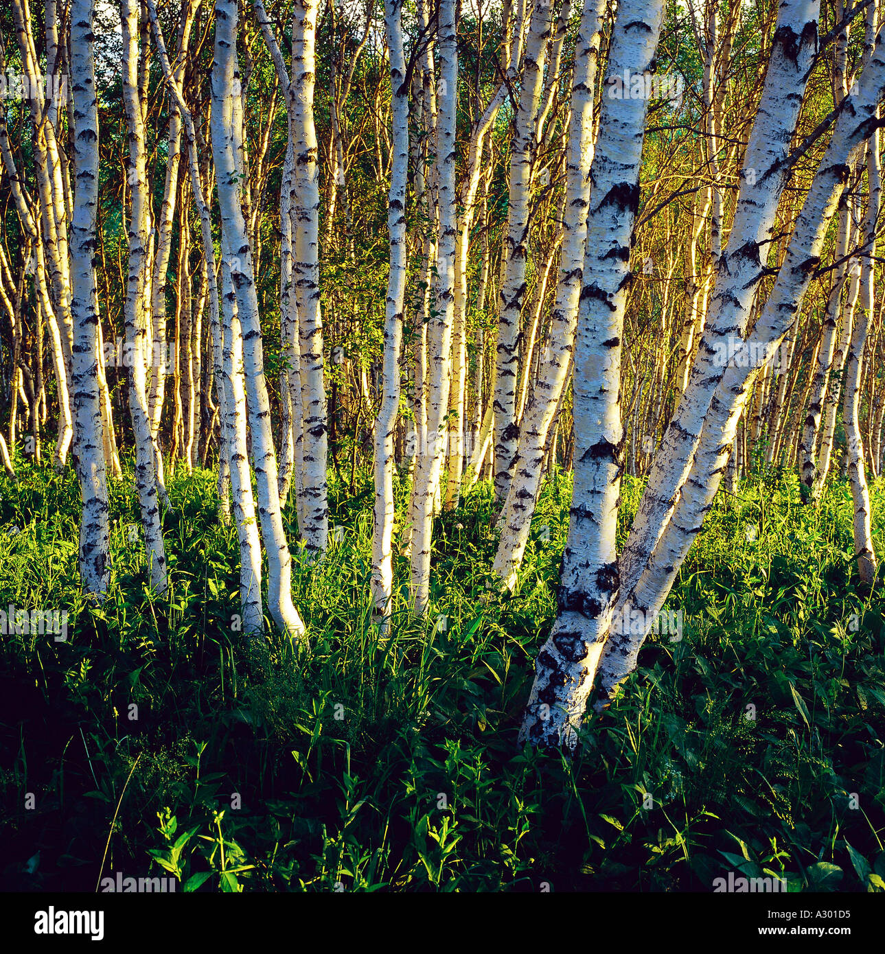 Chinese birch trees hi-res stock photography and images - Alamy