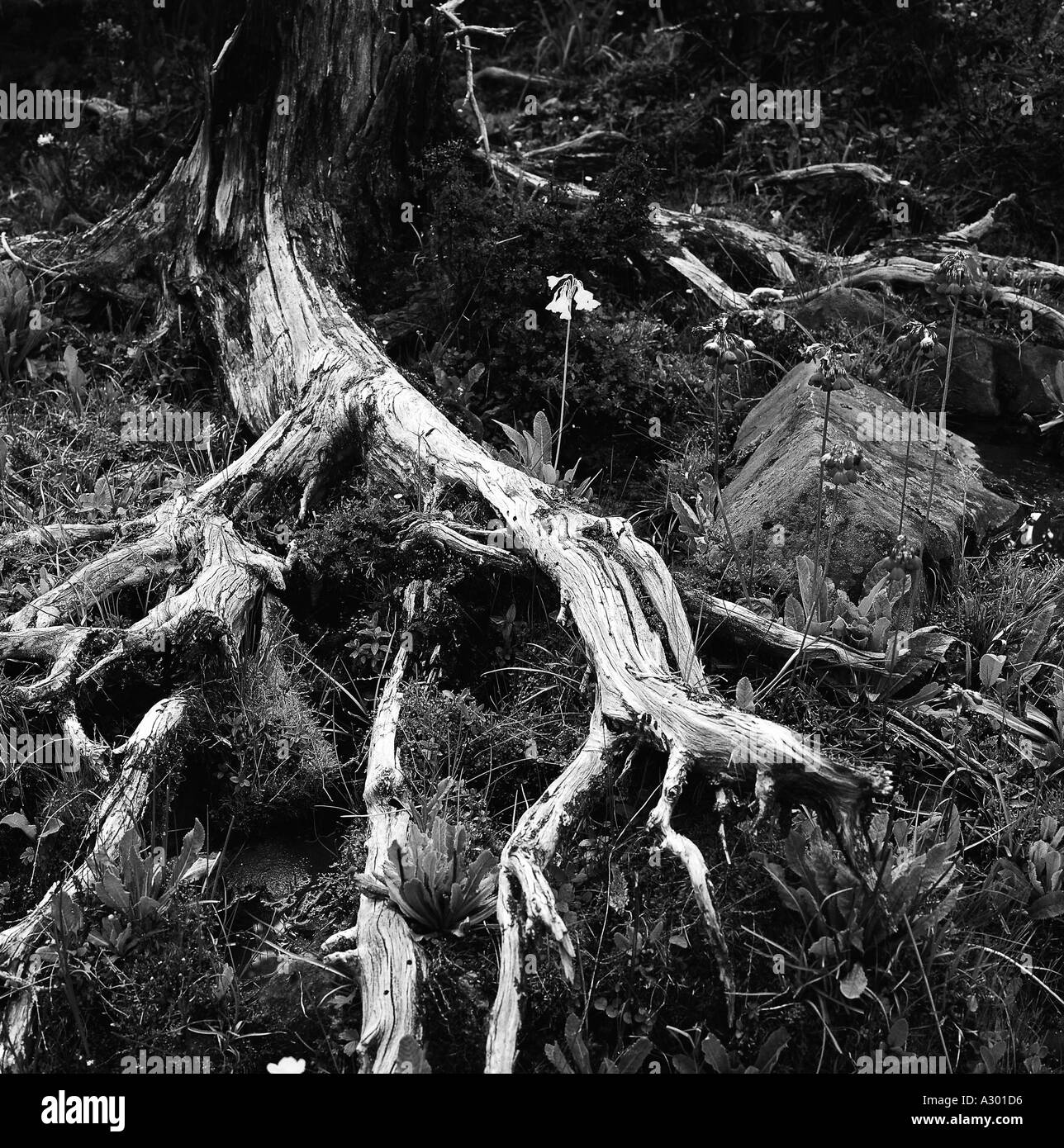 Tree asia Black and White Stock Photos & Images - Alamy