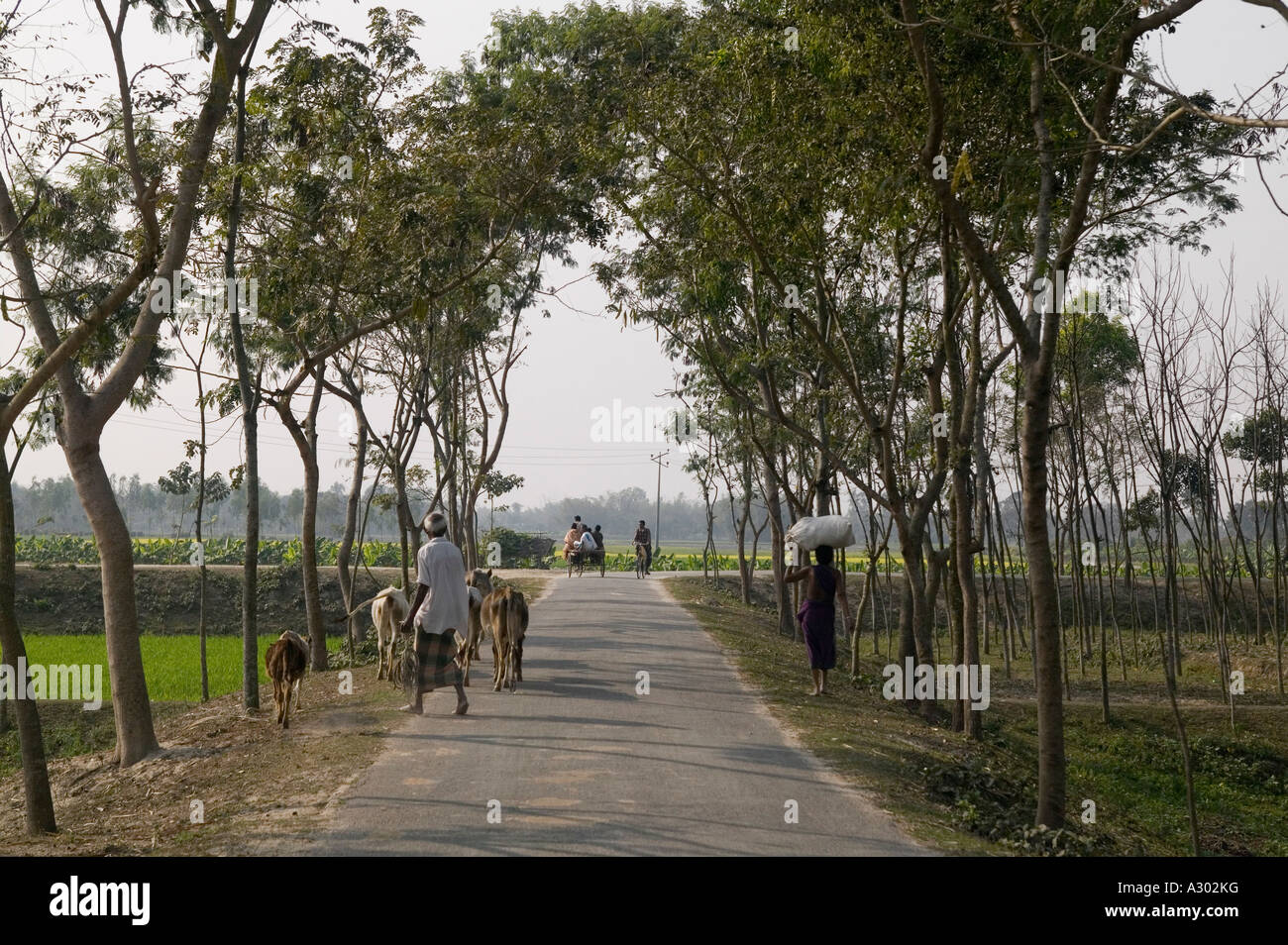 A rural tree lined road in Bangladesh Stock Photo - Alamy