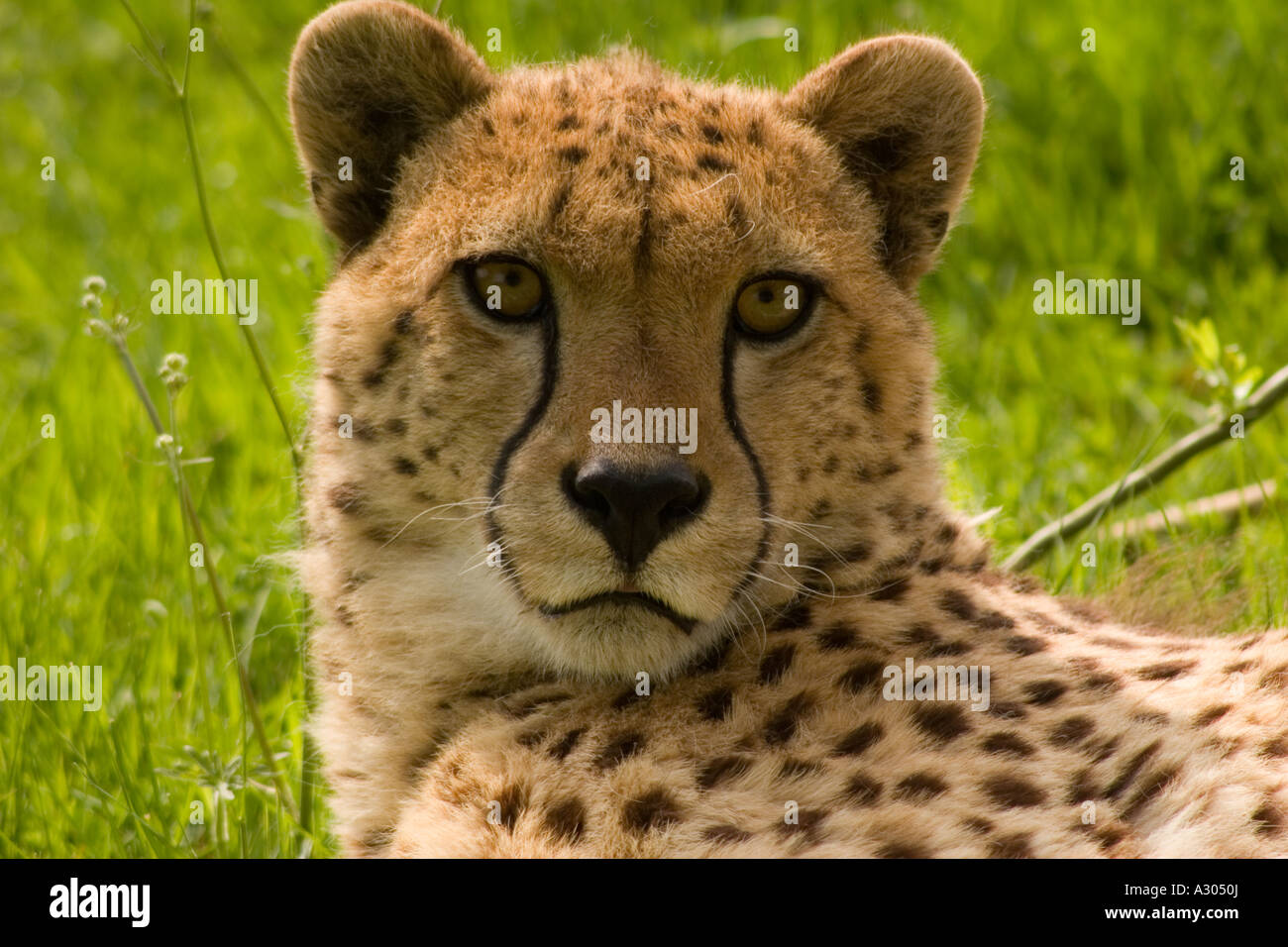 Cheetah Head shot, Acinonyx Jubatus Stock Photo - Alamy