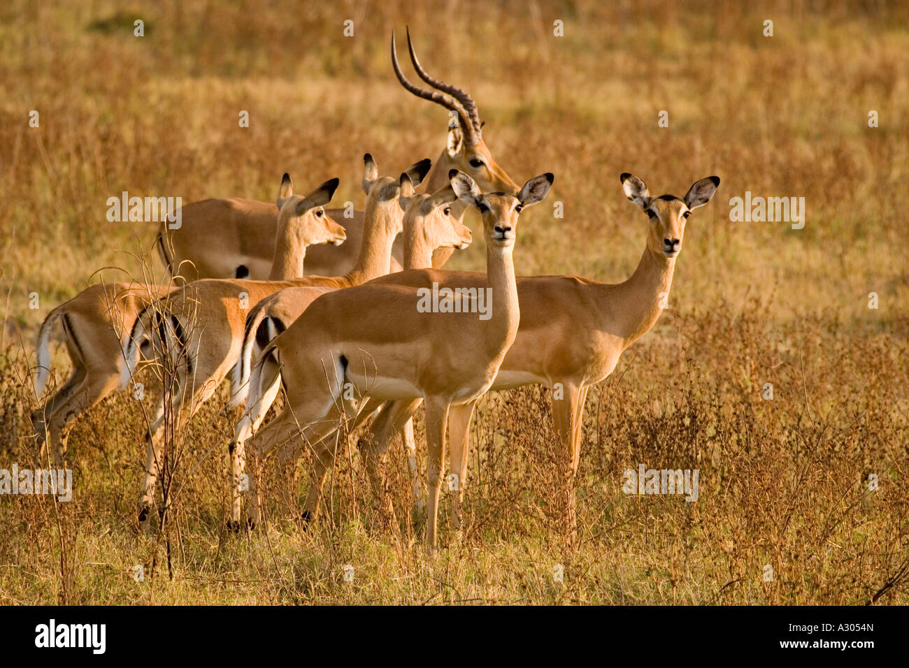 Impala family, aepyceros melampus Stock Photo - Alamy