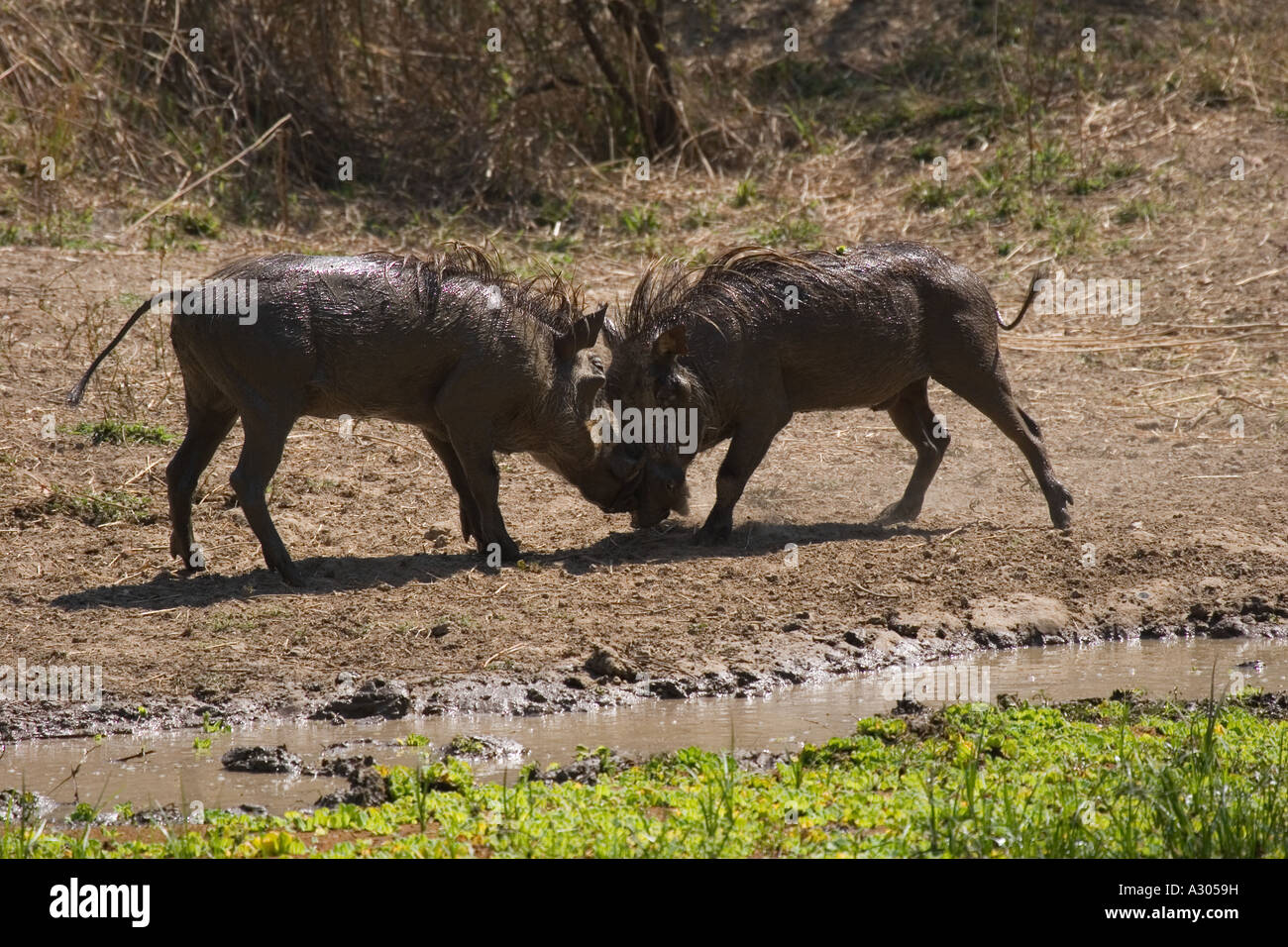 Warthogs fighting, Phacochoerus africanus Stock Photo - Alamy