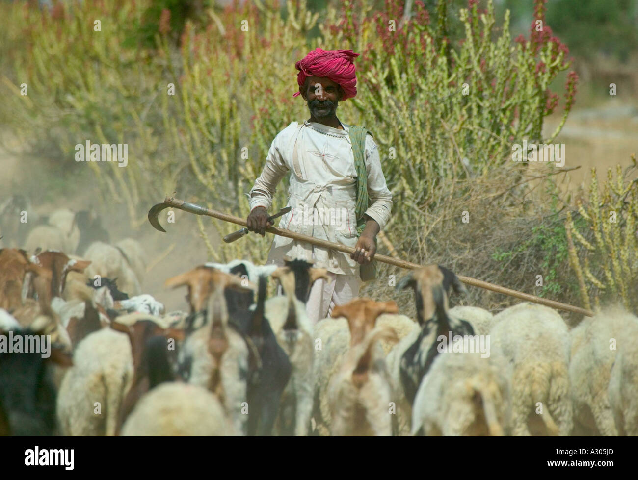 Man herding sheep Rajasthan India Stock Photo - Alamy
