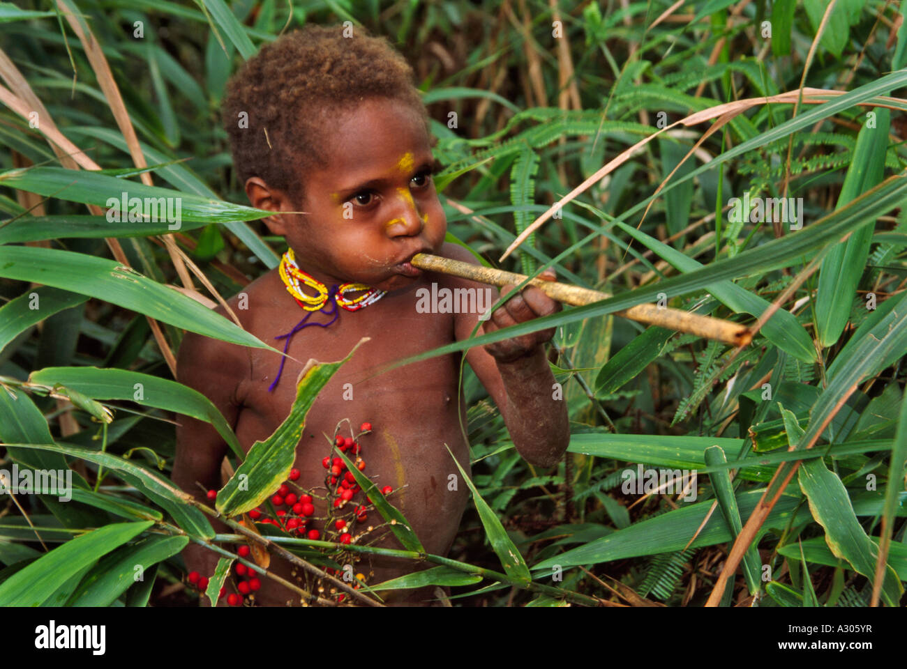 Huli boy playing with toy using air gun to blow red berries Tari ...