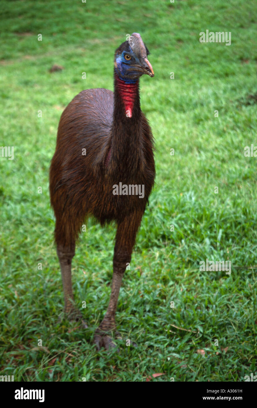 Cassowary bird Upper Sepik River Papua New Guinea Stock Photo - Alamy