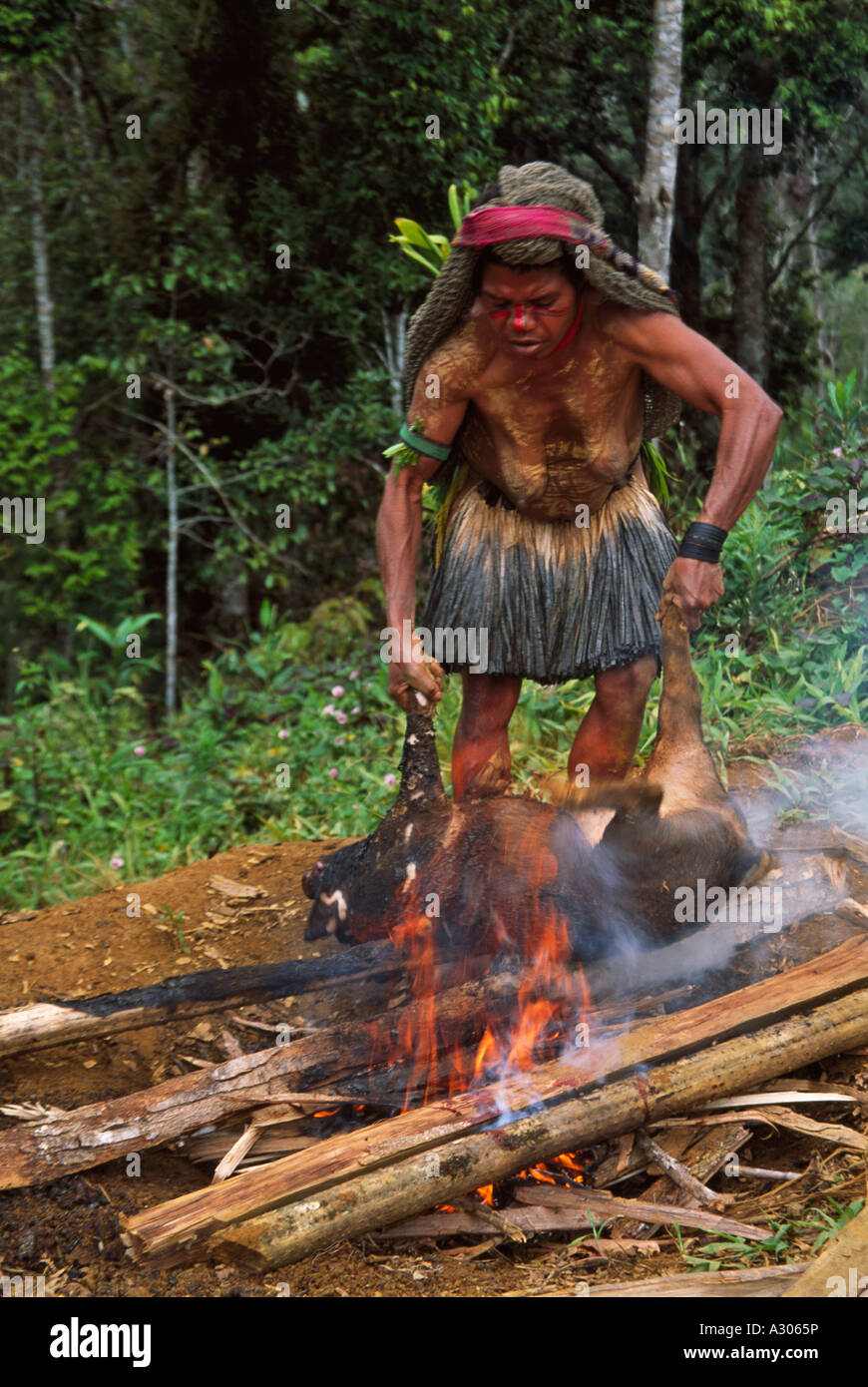 Huli woman putting pig on fire to barbecue Tari Southern Highlands ...