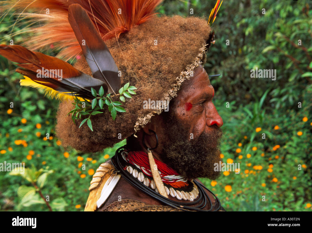Portrait of a Huli wigman Tari Southern Highlands Papua New Guinea ...