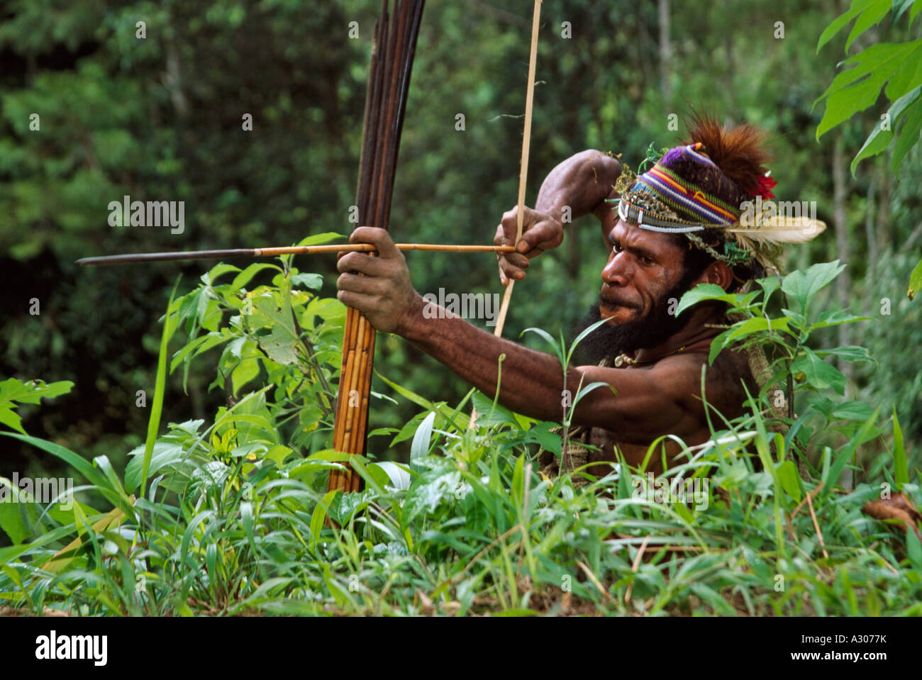 Huli wigman shooting with arrow and bow Tari Southern Highlands Papua ...