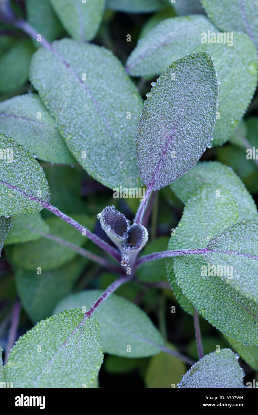 VEGETABLES Riverwoods Illinois Leaves on sage plant with morning dew ...