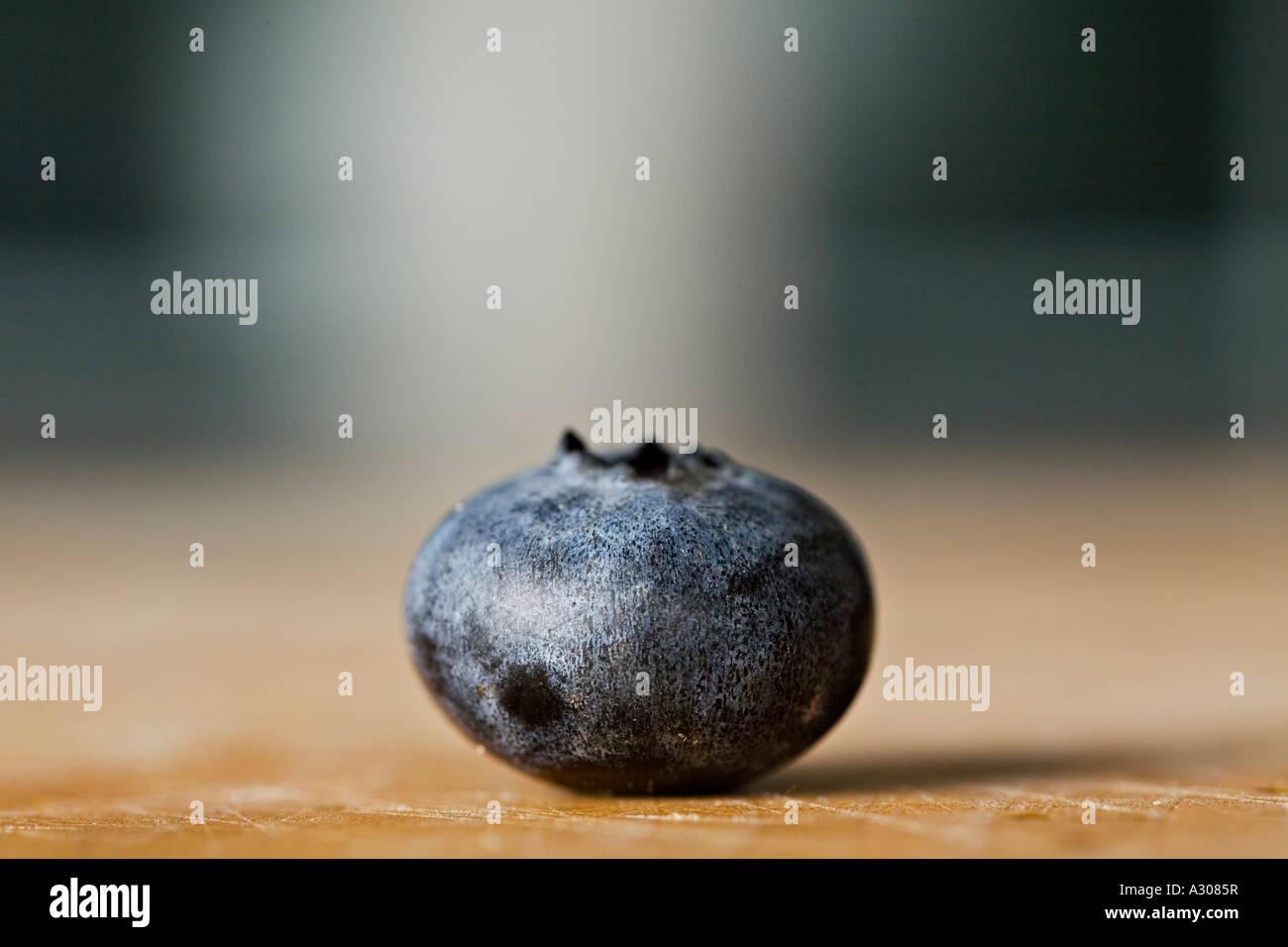 FRUIT Riverwoods Illinois Single ripe individual blueberry close up ...