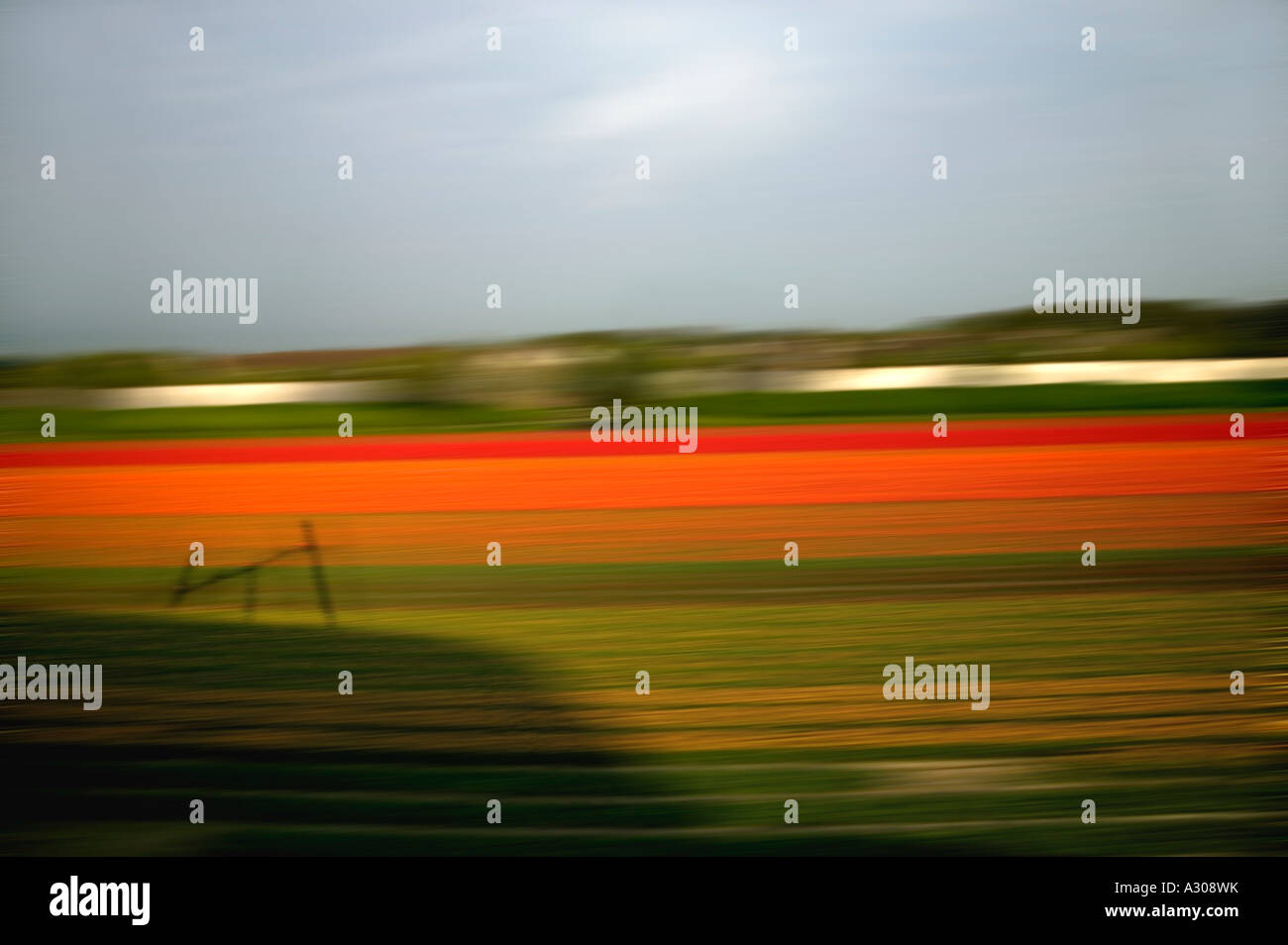 Shadow of train with Tulip lands Leiden area Netherlands Stock Photo ...