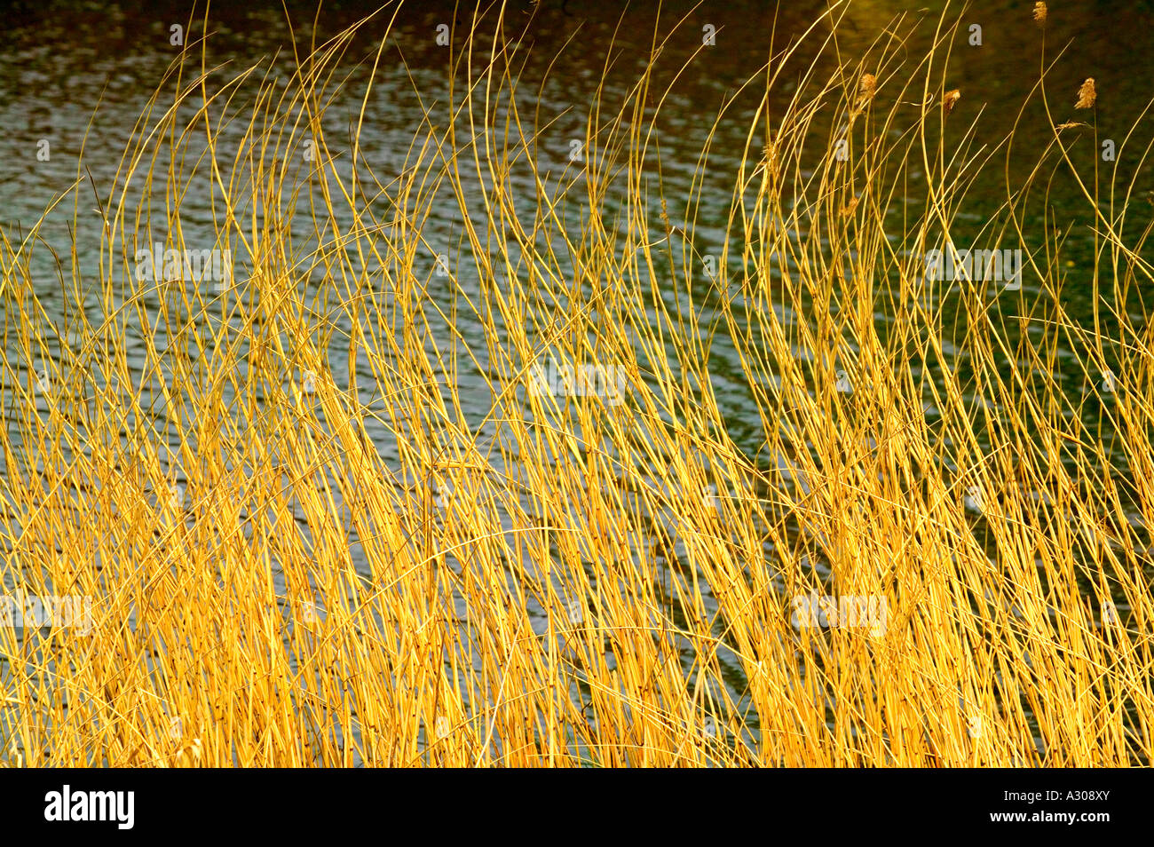 Grass in the canal in Kinderdijk Netherlands Stock Photo - Alamy