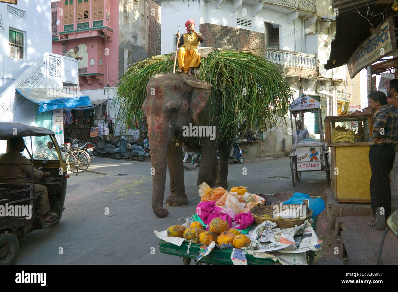 Street view man riding on elephant Udaipur Rajasthan India Stock Photo ...