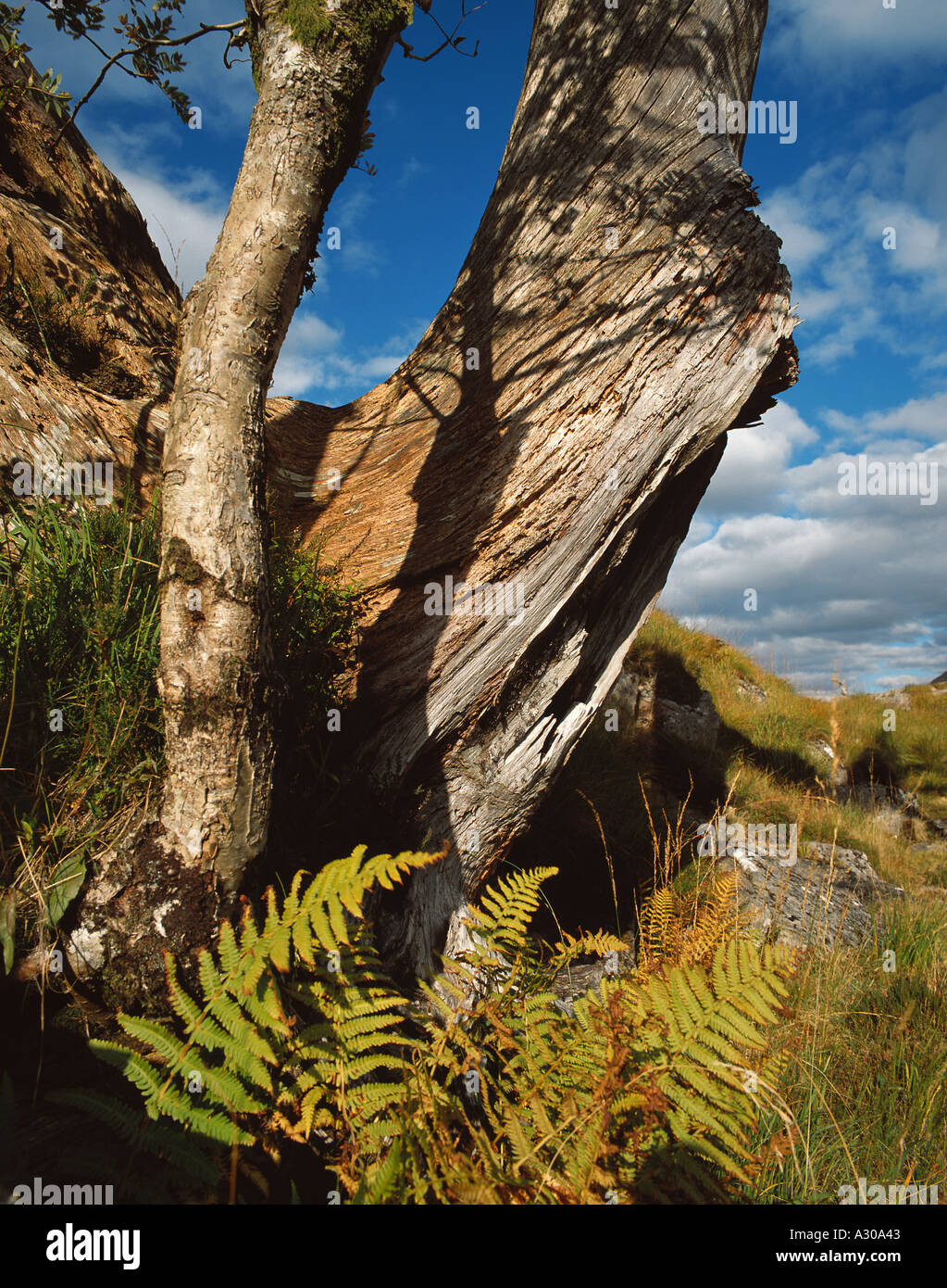 Rowan sapling and ancient pine tree Glen Etive Scotland UK Stock Photo ...