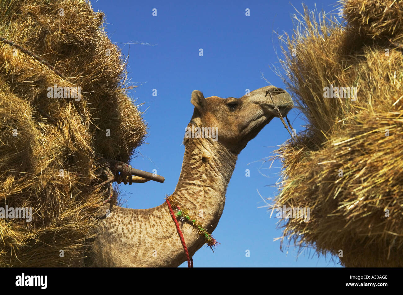 Camel carrying straw Pushkar Rajasthan India Stock Photo - Alamy