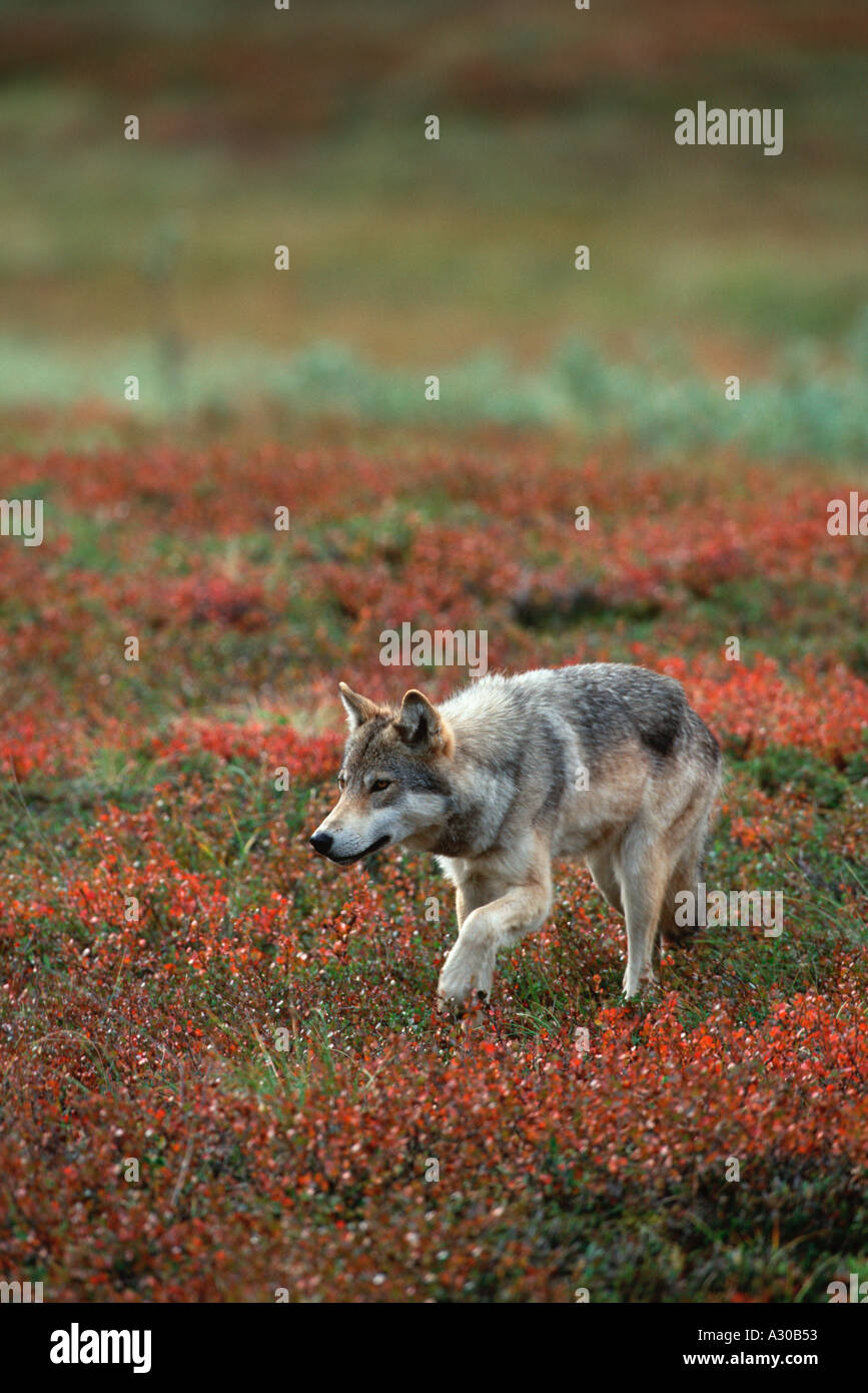 Gray Wolf in Denali National Park, Shot in the wild Stock Photo - Alamy