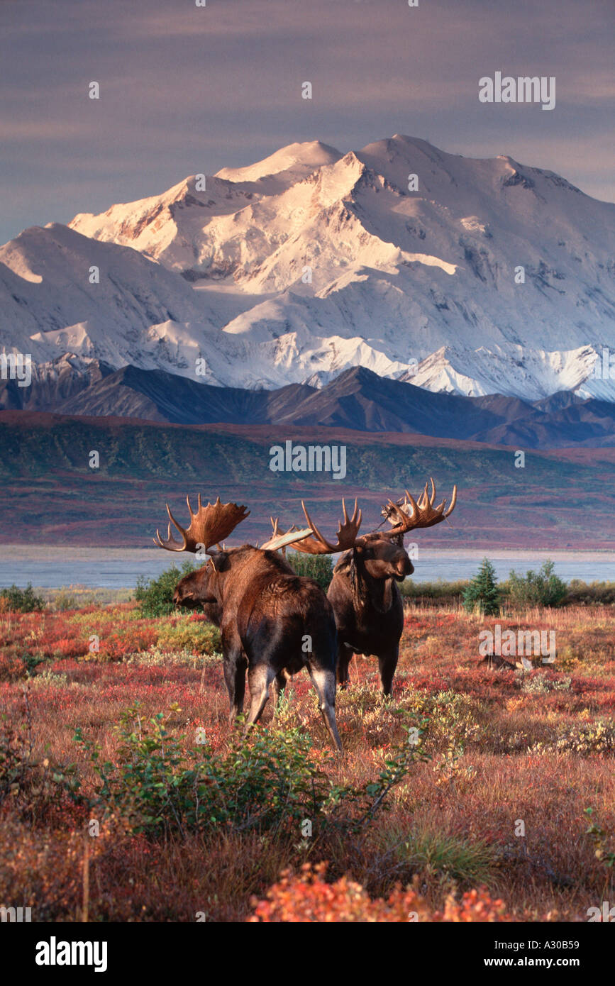 Two bull moose face off in brilliant fall colors with Mt McKinley ...