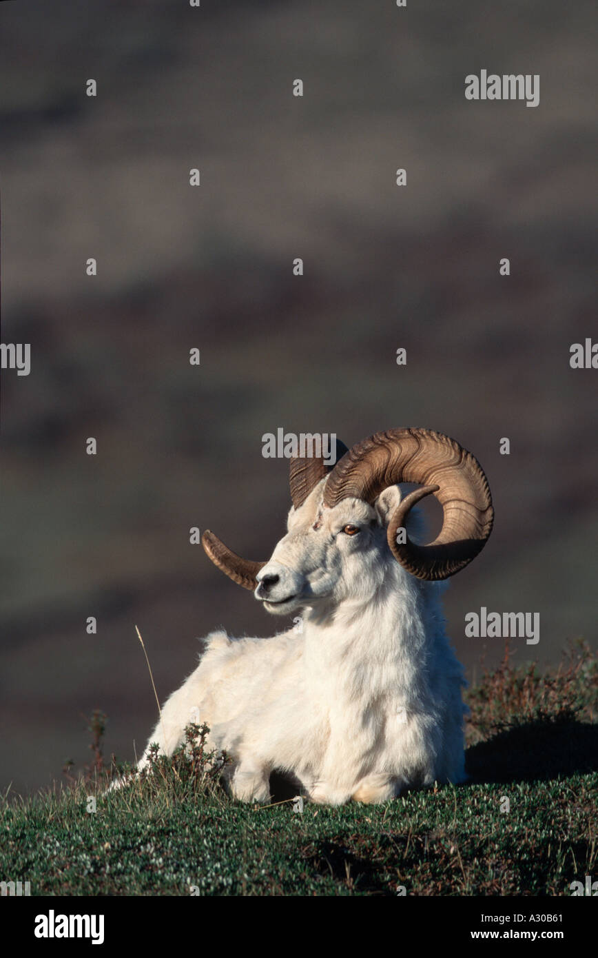 Dall Sheep ram in Denali National Park, shot in the wild Stock Photo ...
