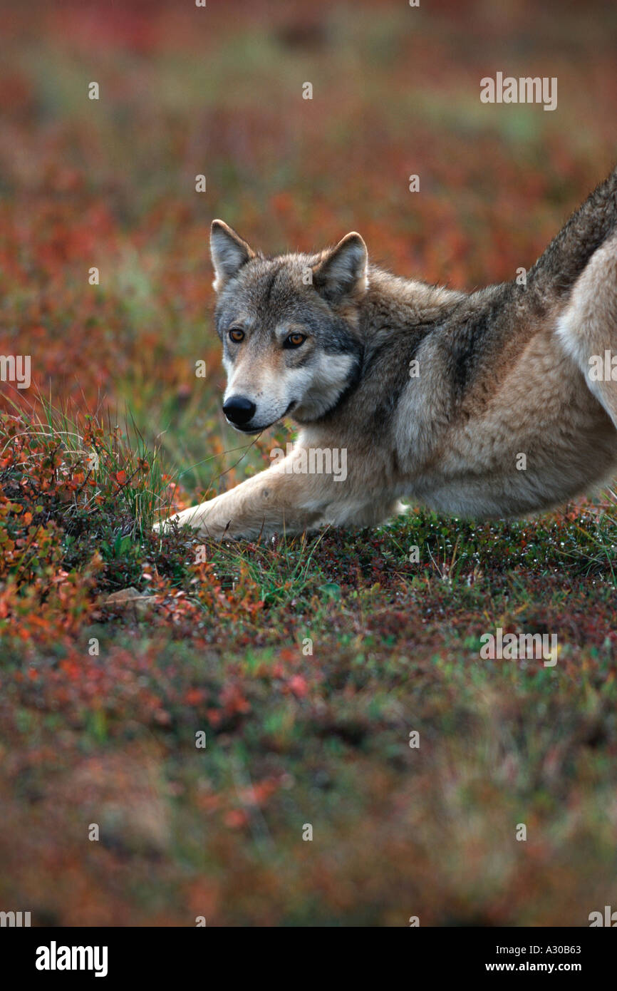 Gray Wolf in Denali National Park, Shot in the wild Stock Photo - Alamy