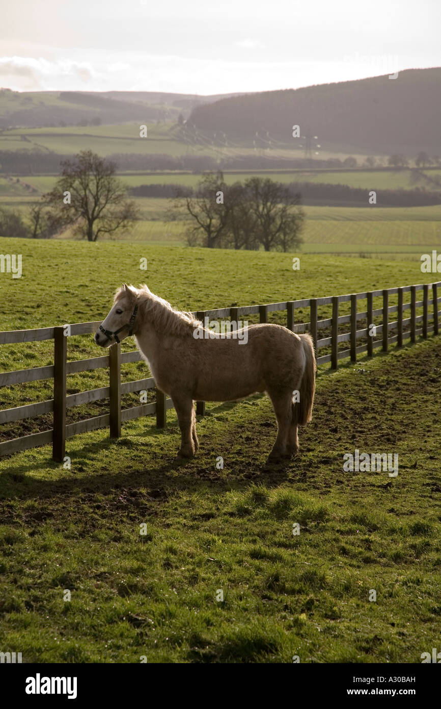 Pony in a paddock Northumberland England Stock Photo - Alamy