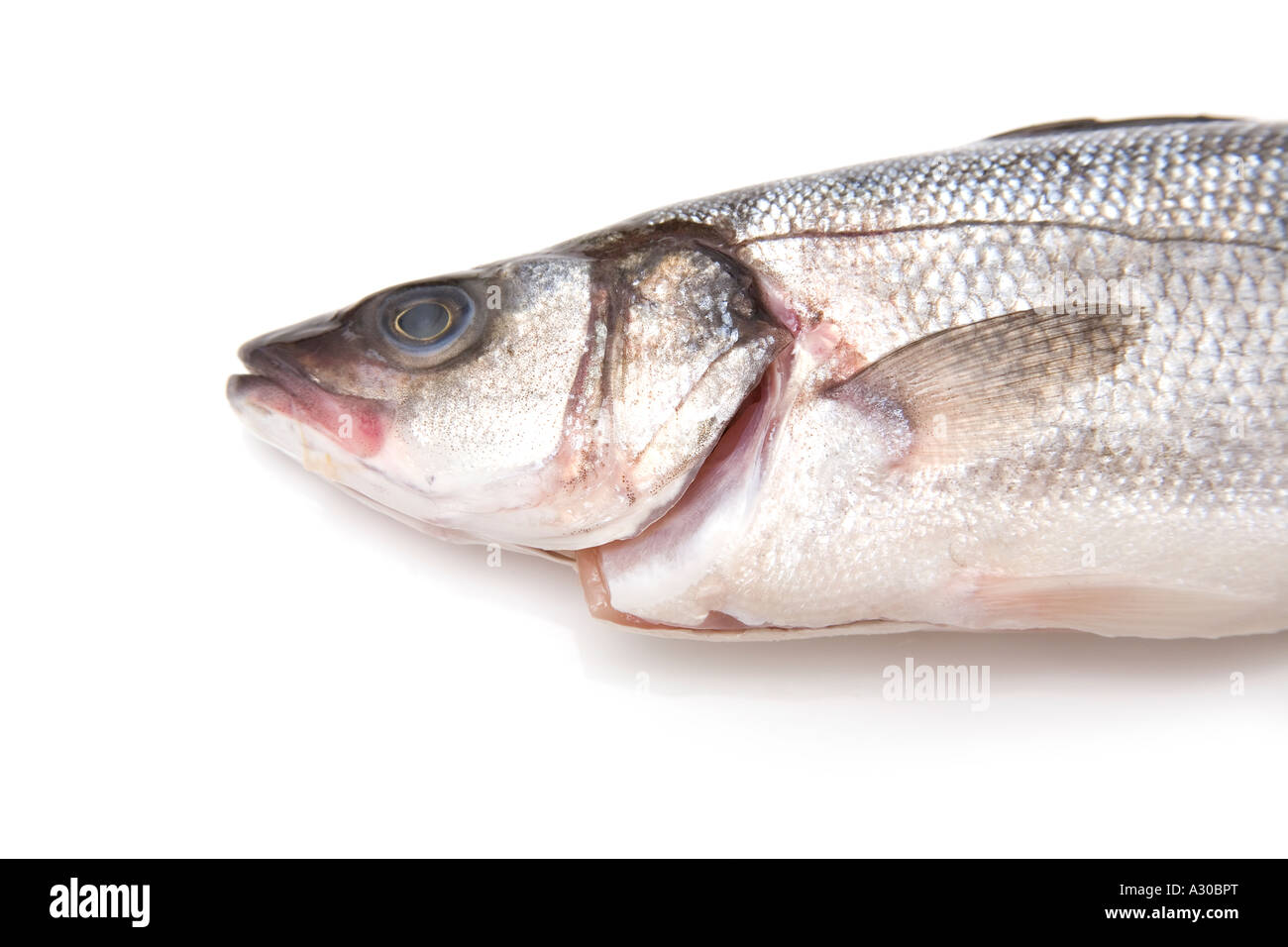 Sea bass whole on a white studio background Stock Photo - Alamy