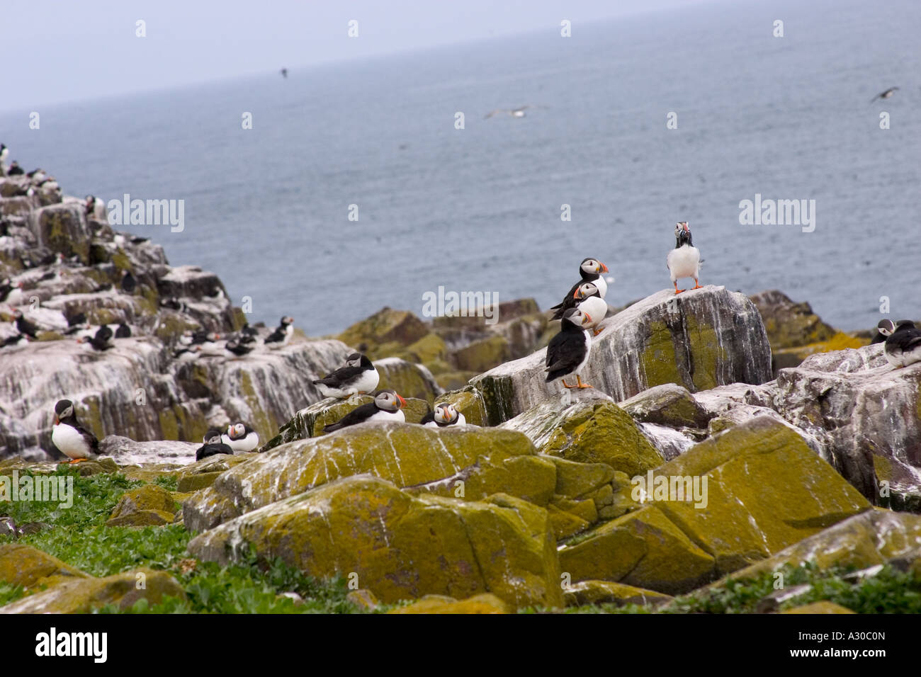 Puffins eating hi-res stock photography and images - Alamy