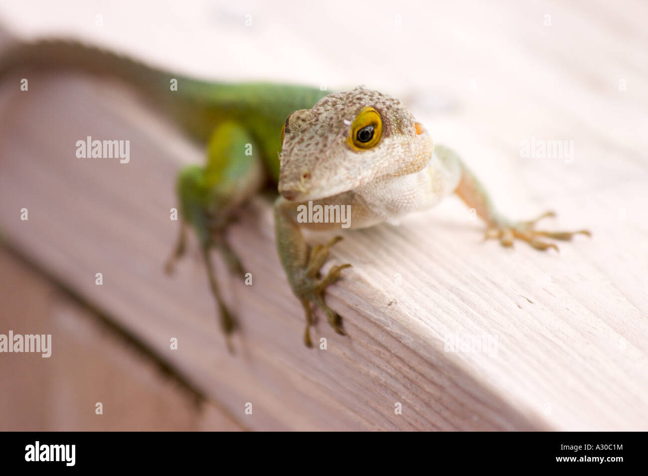 Antigua lizard hi-res stock photography and images - Alamy