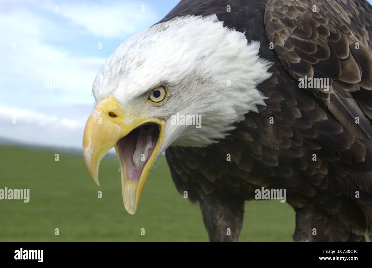 North American Bald Eagle Stock Photo - Alamy