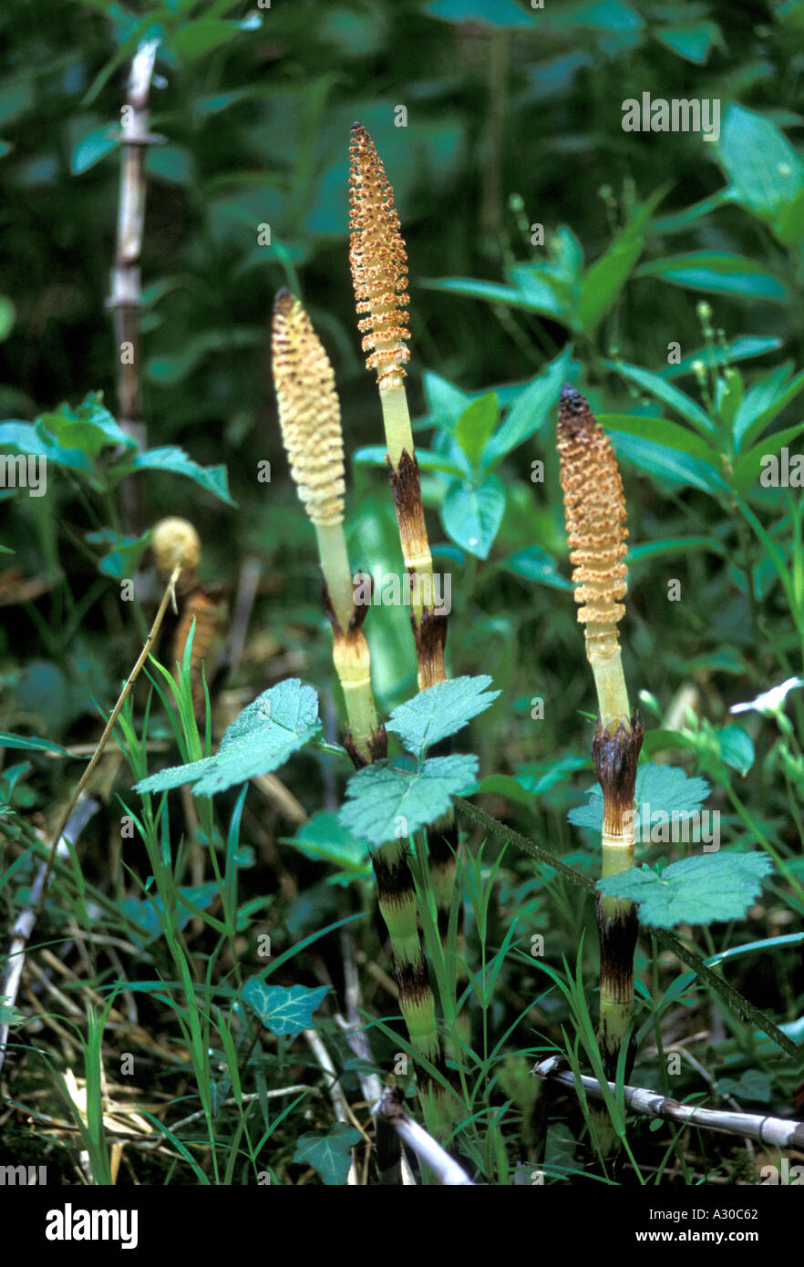 Common Horsetail equisetum arvense Stock Photo - Alamy