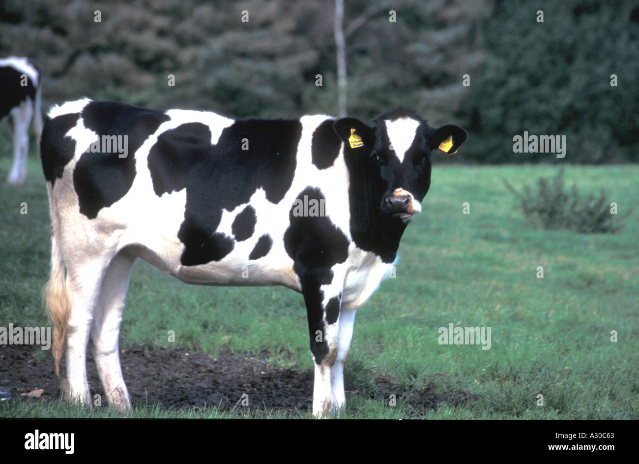 Young black white heifer hi-res stock photography and images - Alamy