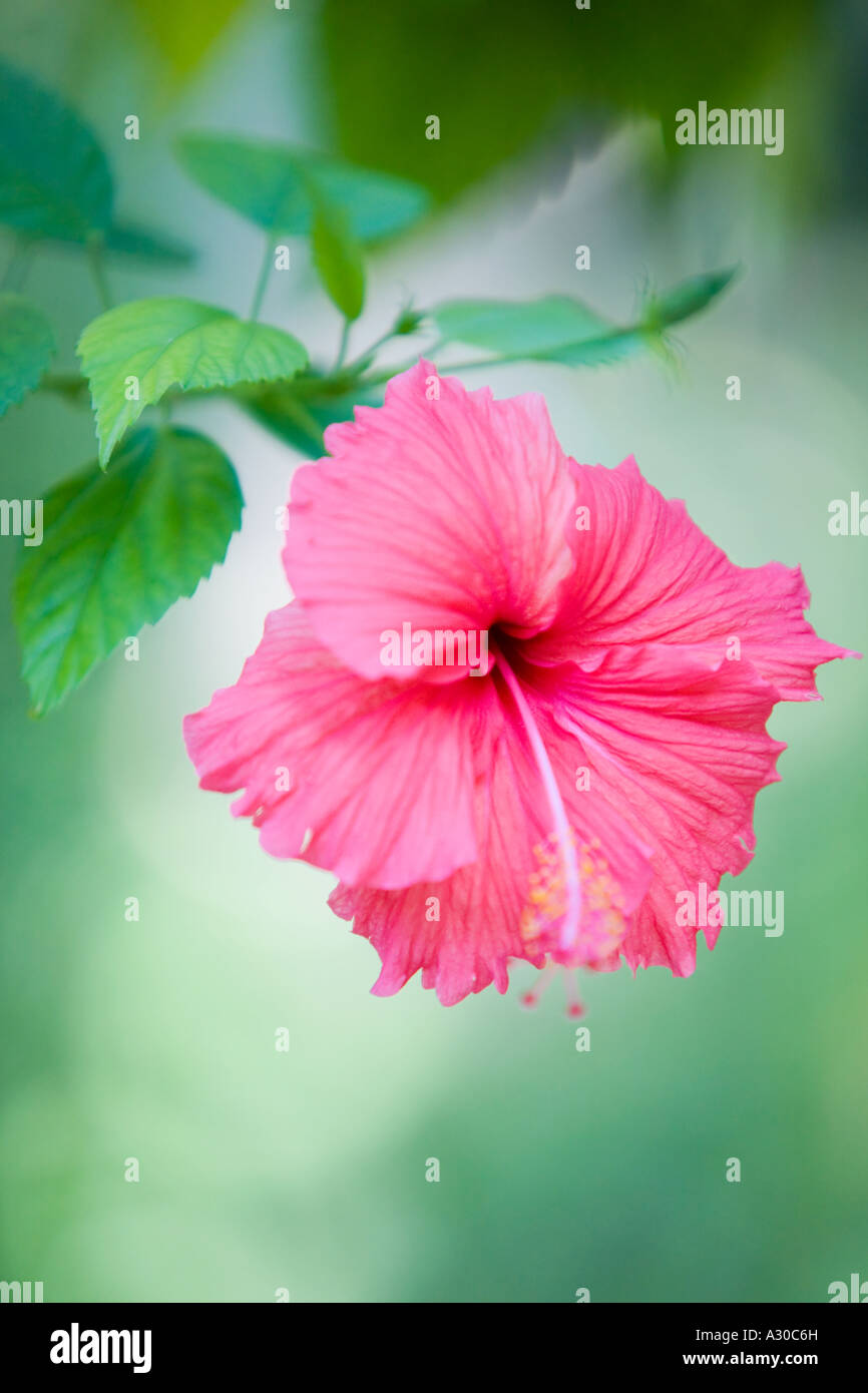 Single red hibiscus flower Stock Photo - Alamy